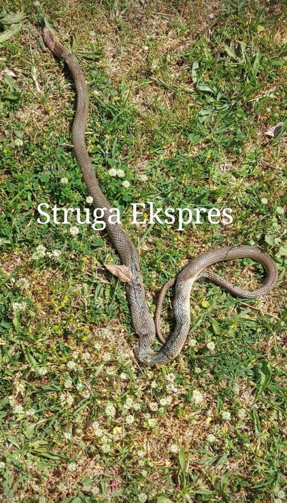 Gjarpëri mbi 2 metër i gjatë vritet në një fshat të Strugës (FOTO LAJM ...